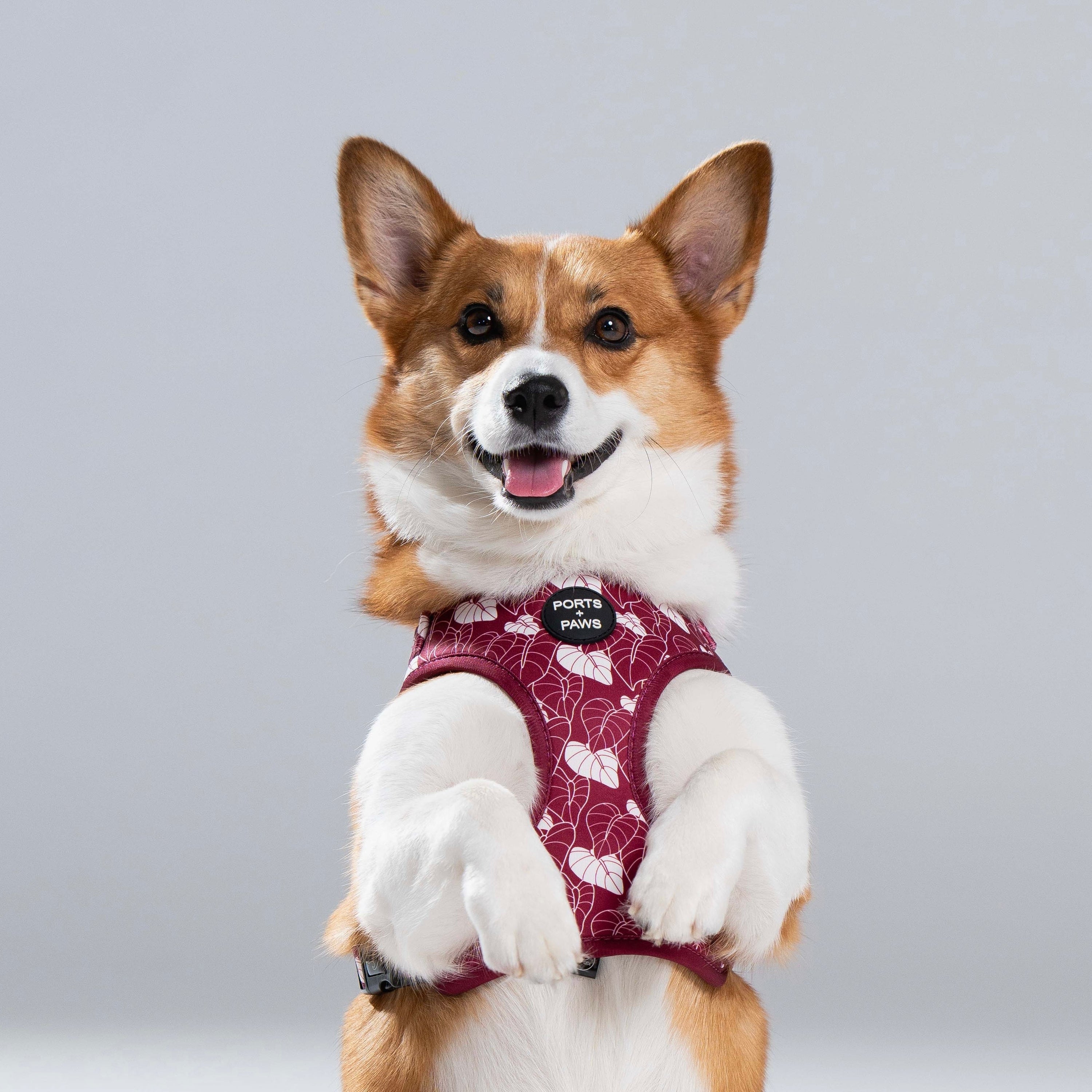 Ports + Paws – PORTS + PAWS