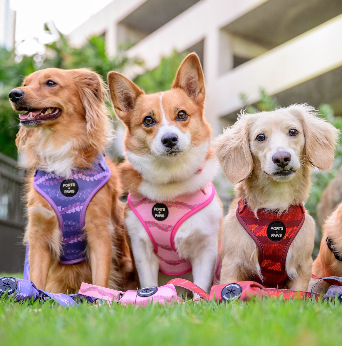 LEI – PORTS + PAWS