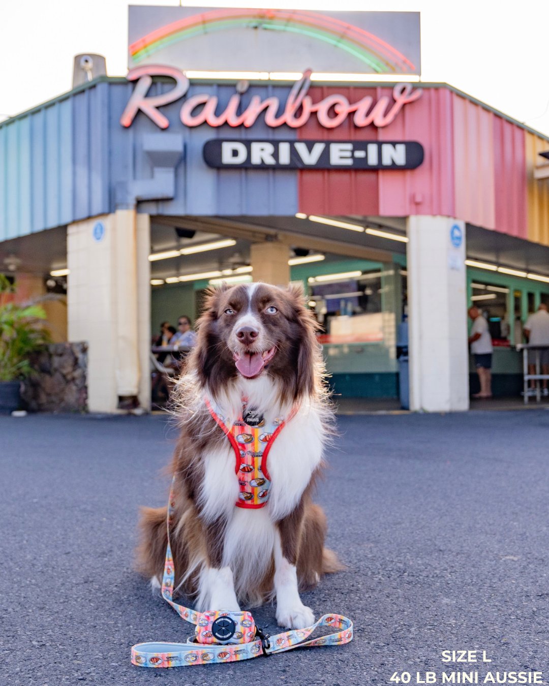 RAINBOW DRIVE-IN – PORTS + PAWS